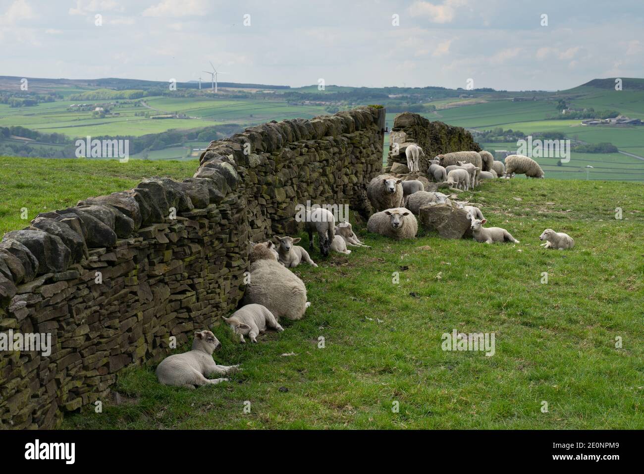 Sheep behind wall hi-res stock photography and images - Alamy