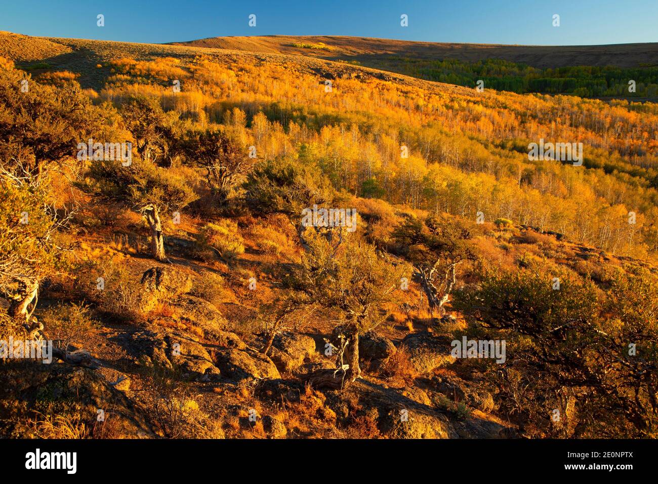 Mountain Mahogany High Resolution Stock Photography and Images - Alamy