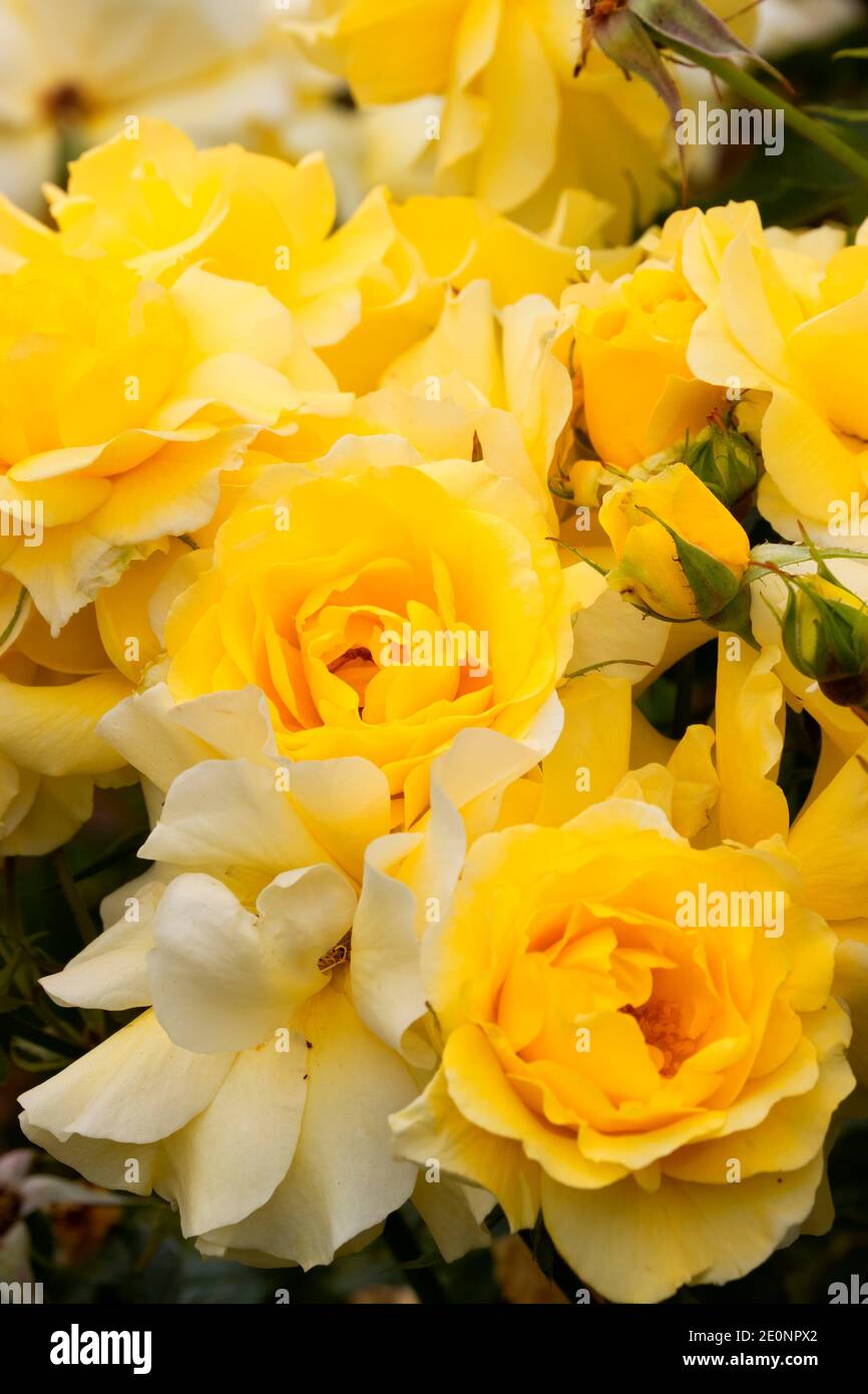 Salem county hi-res stock photography and images - Alamy