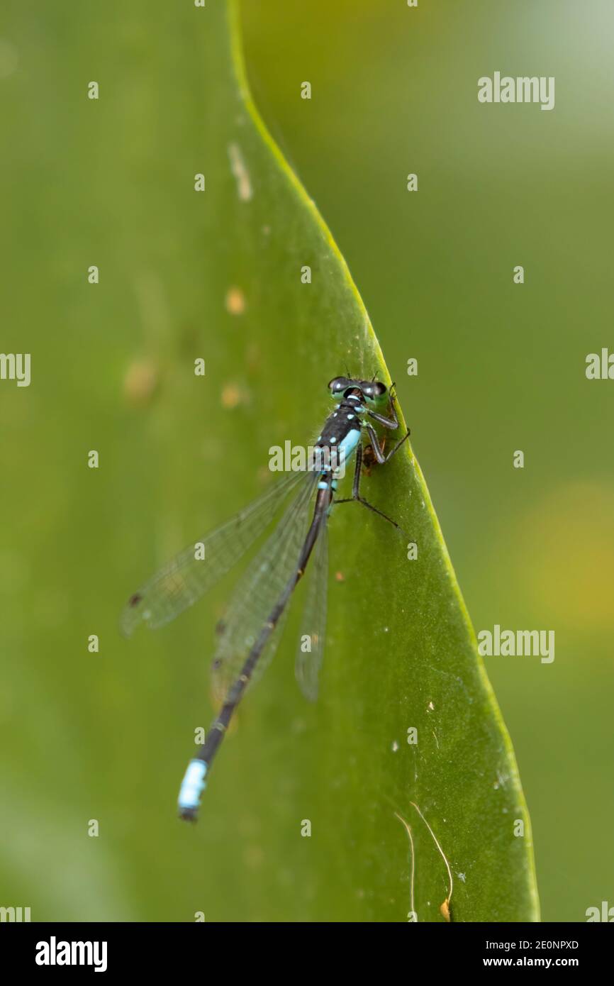 Forktail Bird High Resolution Stock Photography and Images - Alamy