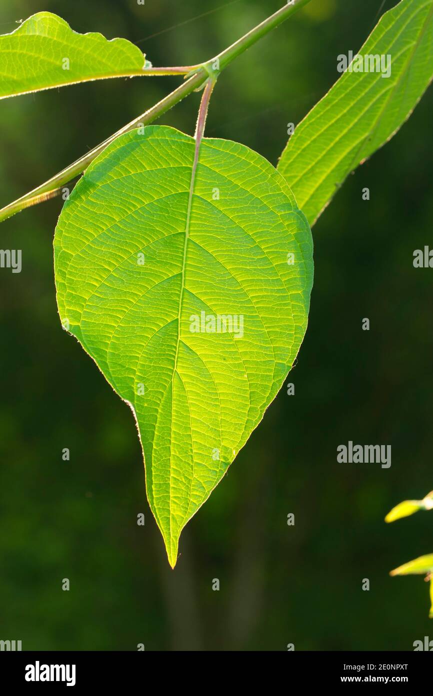 Cornus leaf hi-res stock photography and images - Alamy