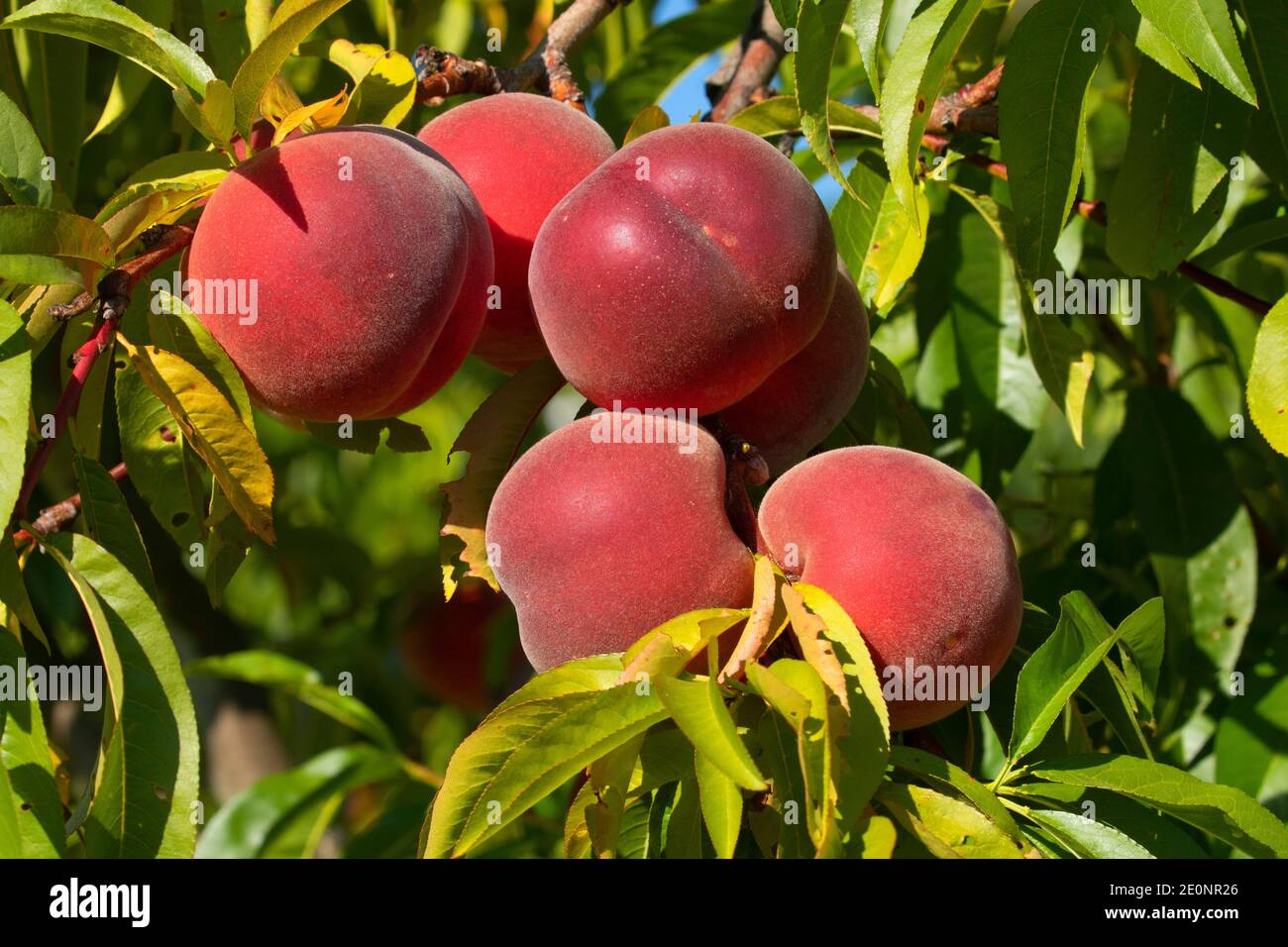 Peach farm hi-res stock photography and images - Alamy