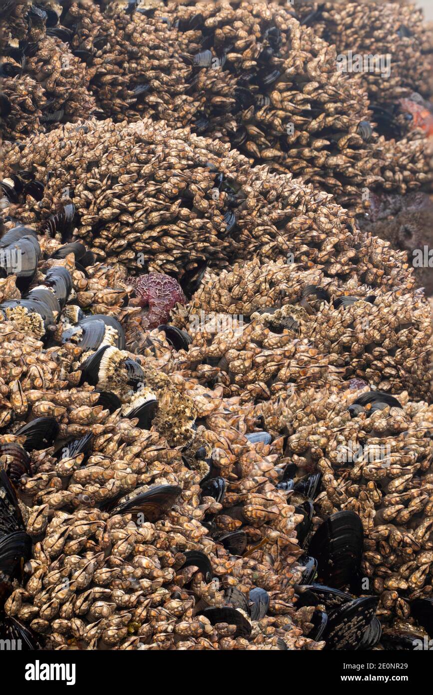 Gooseneck barnacles oregon hi-res stock photography and images - Alamy