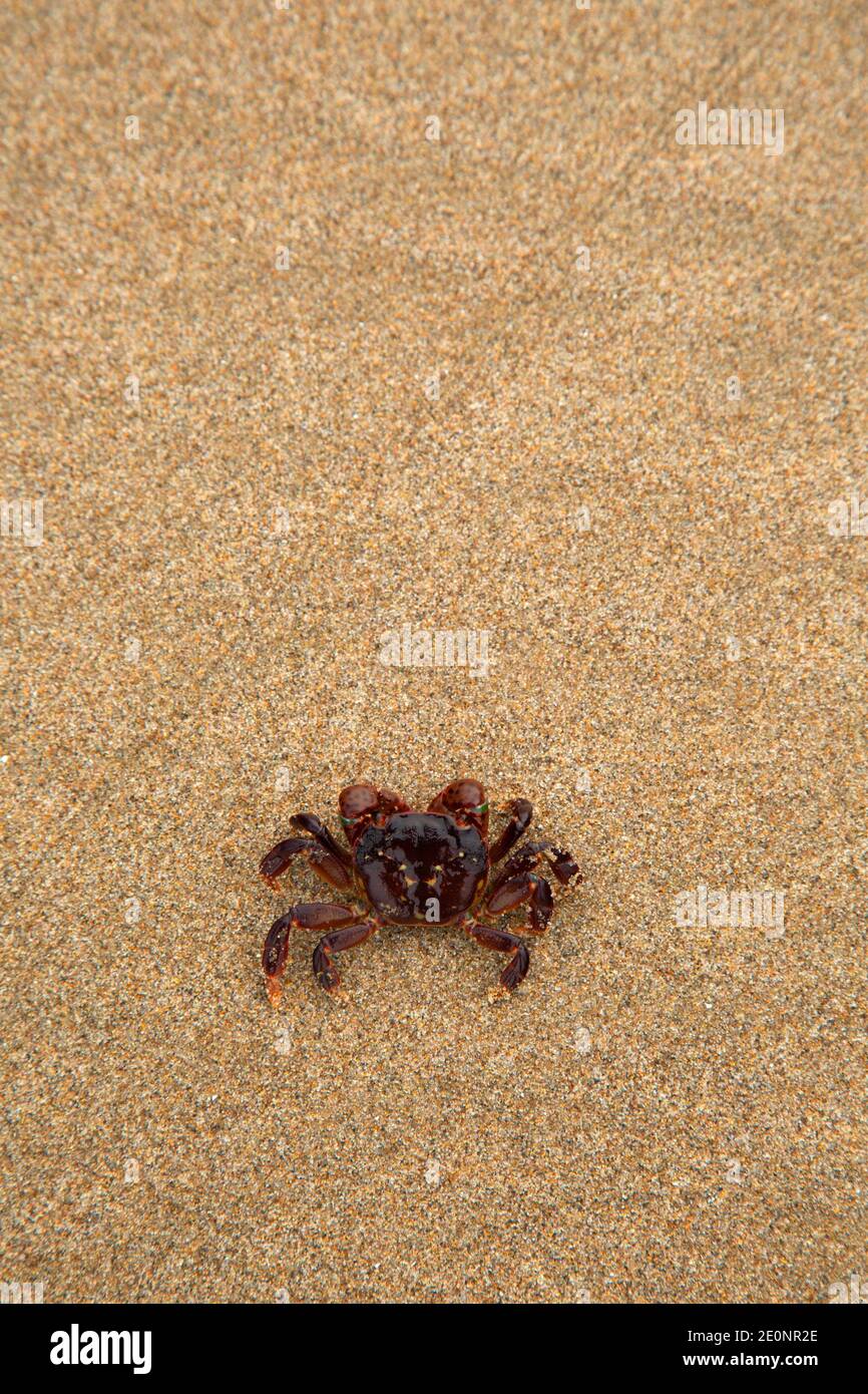 Oregon shore crab hi-res stock photography and images - Alamy