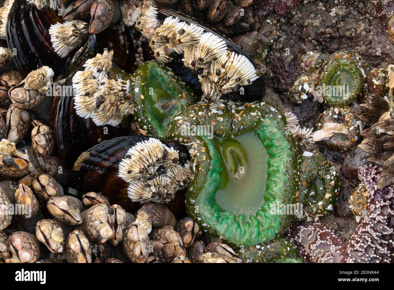 Giant acorn barnacles hi-res stock photography and images - Alamy