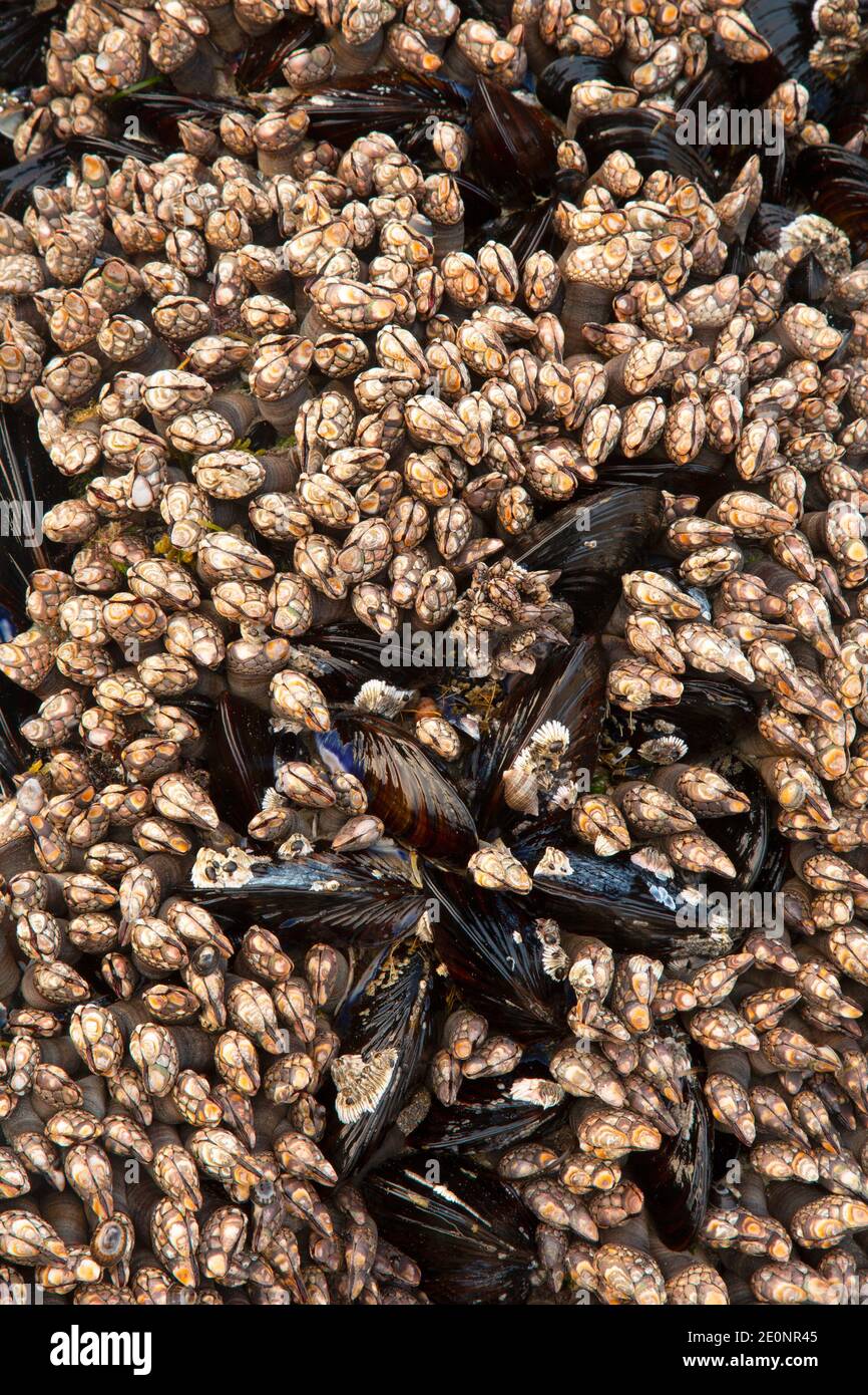Gooseneck barnacles oregon hi-res stock photography and images - Alamy