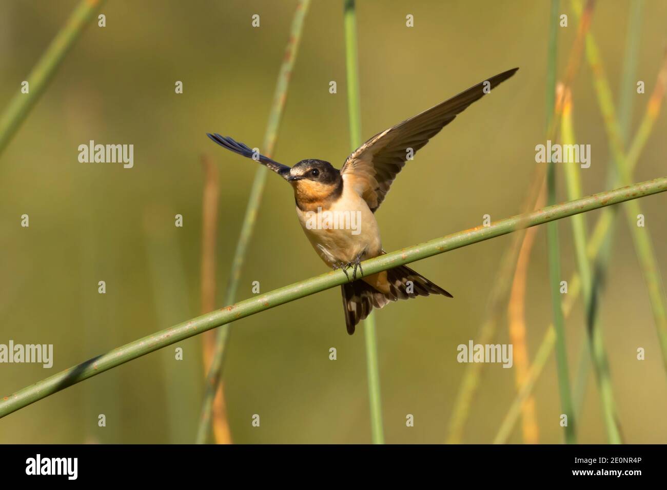 Hirundo High Resolution Stock Photography and Images - Alamy
