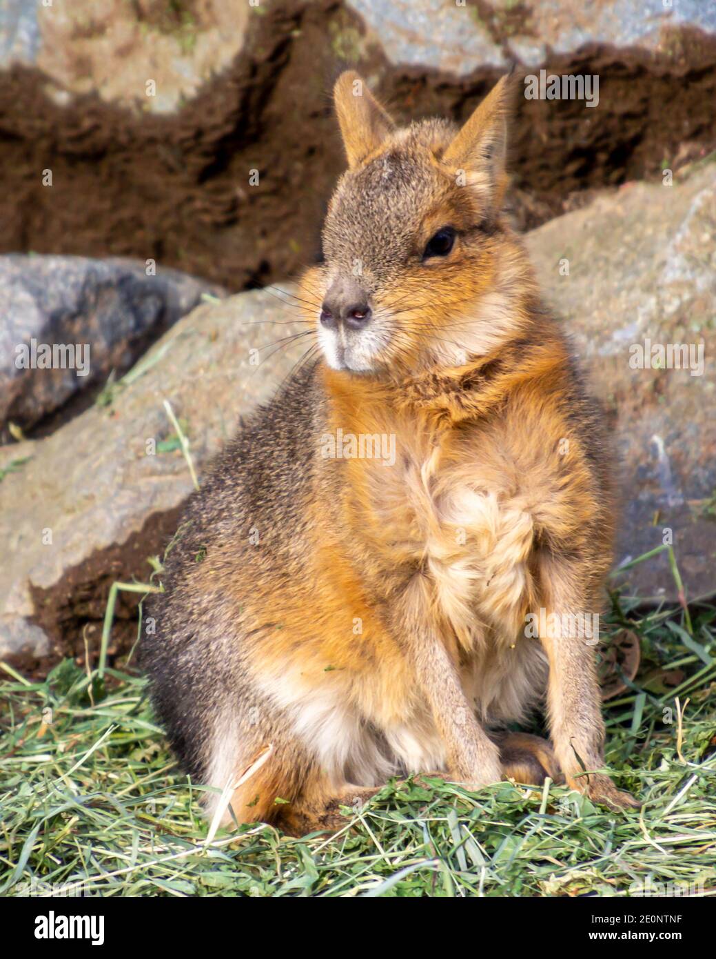 Beautiful baby Patagonian Mara sitting in hay. Grass and leaves on the ...
