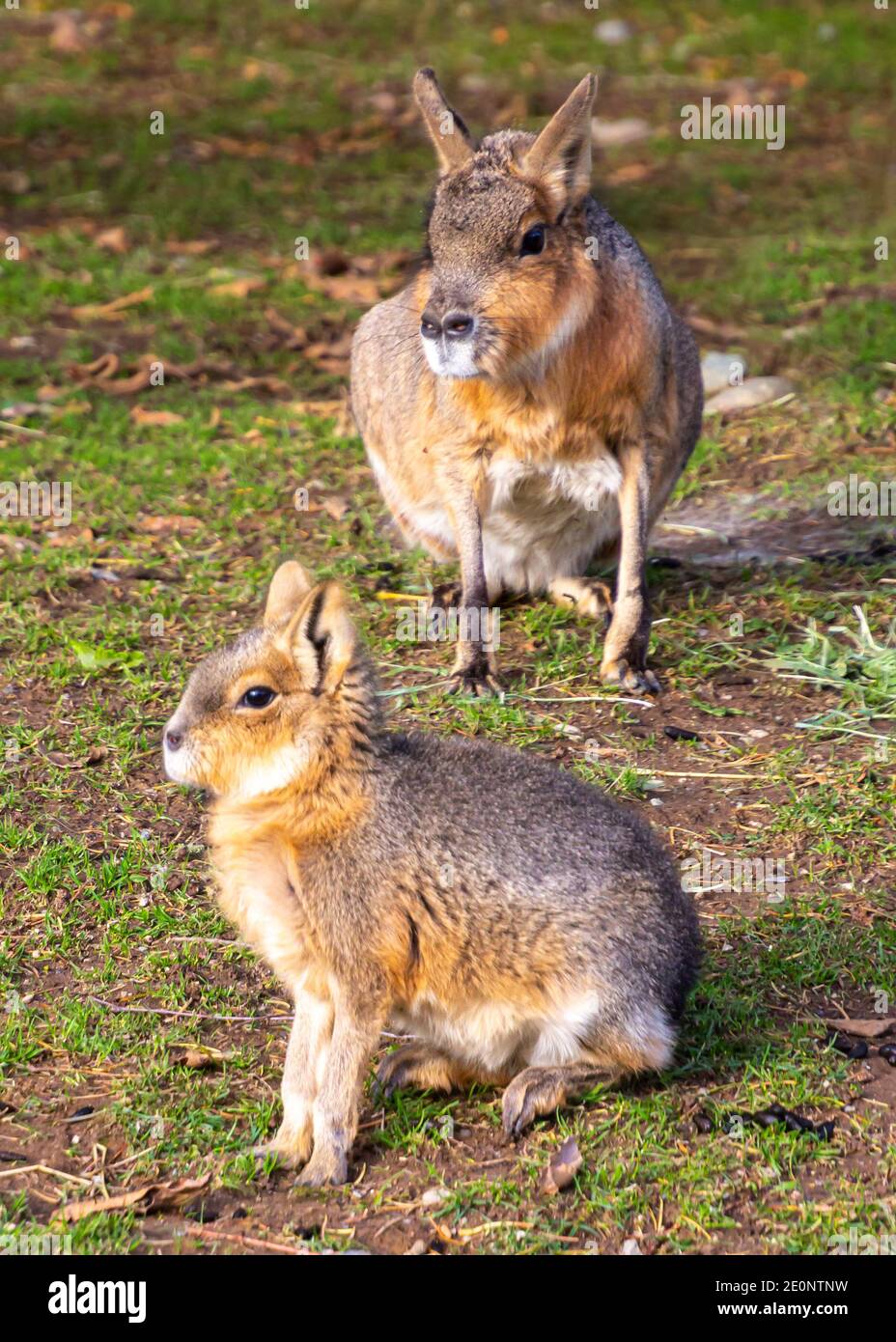 Beautiful baby Patagonian Mara sitting in hay. Grass and leaves on the ...