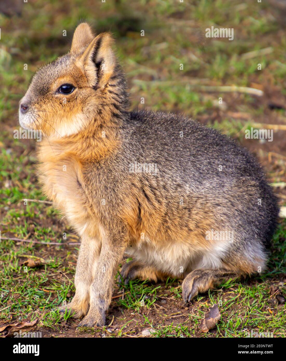 Beautiful baby Patagonian Mara close up portrait. Grass and leaves on ...