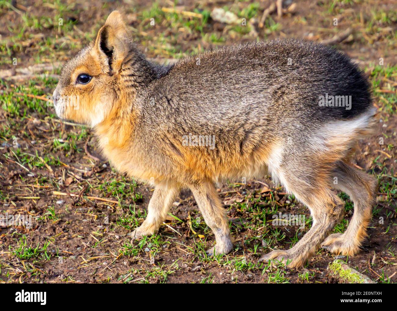 Beautiful baby Patagonian Mara walking. Grass and leaves on the ground ...