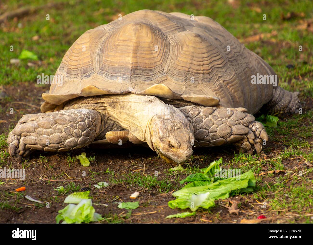 Giant tortoise eating salad for lunch. Huge turtle close up Stock Photo ...