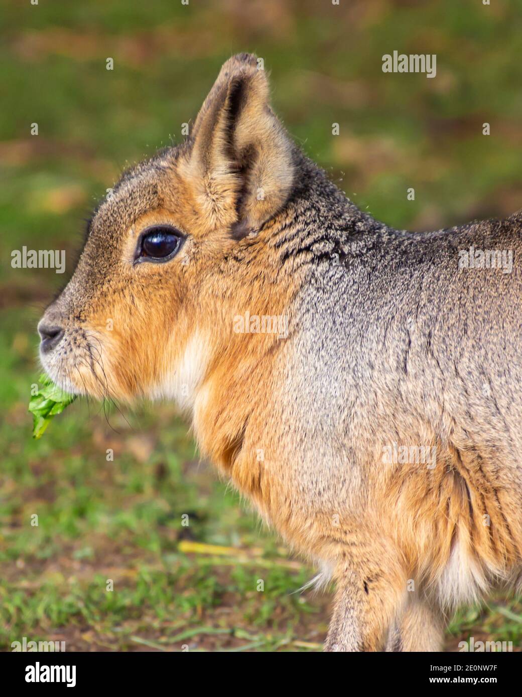 Mara close up hi-res stock photography and images - Alamy