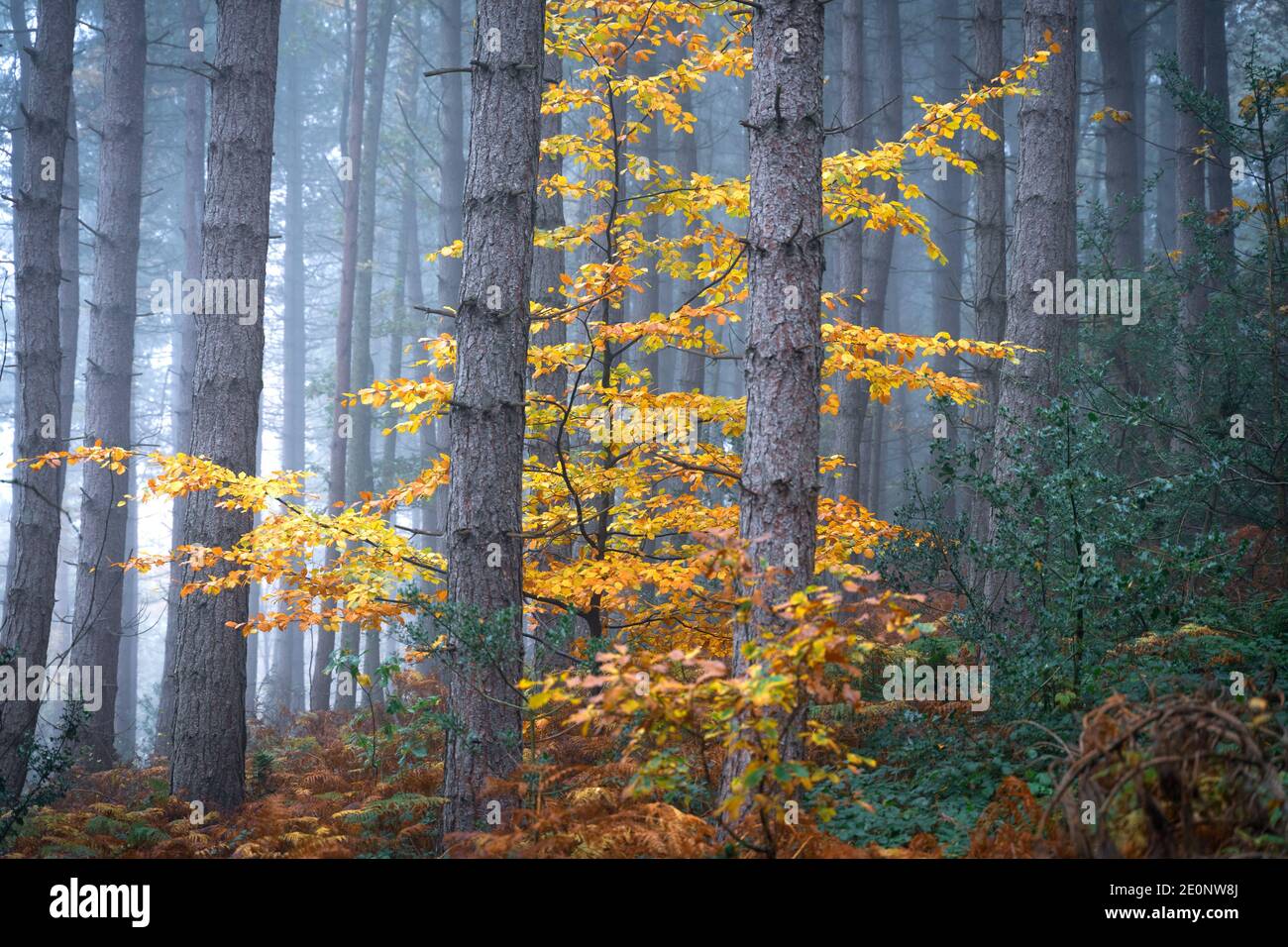 Bagger woods hi-res stock photography and images - Alamy