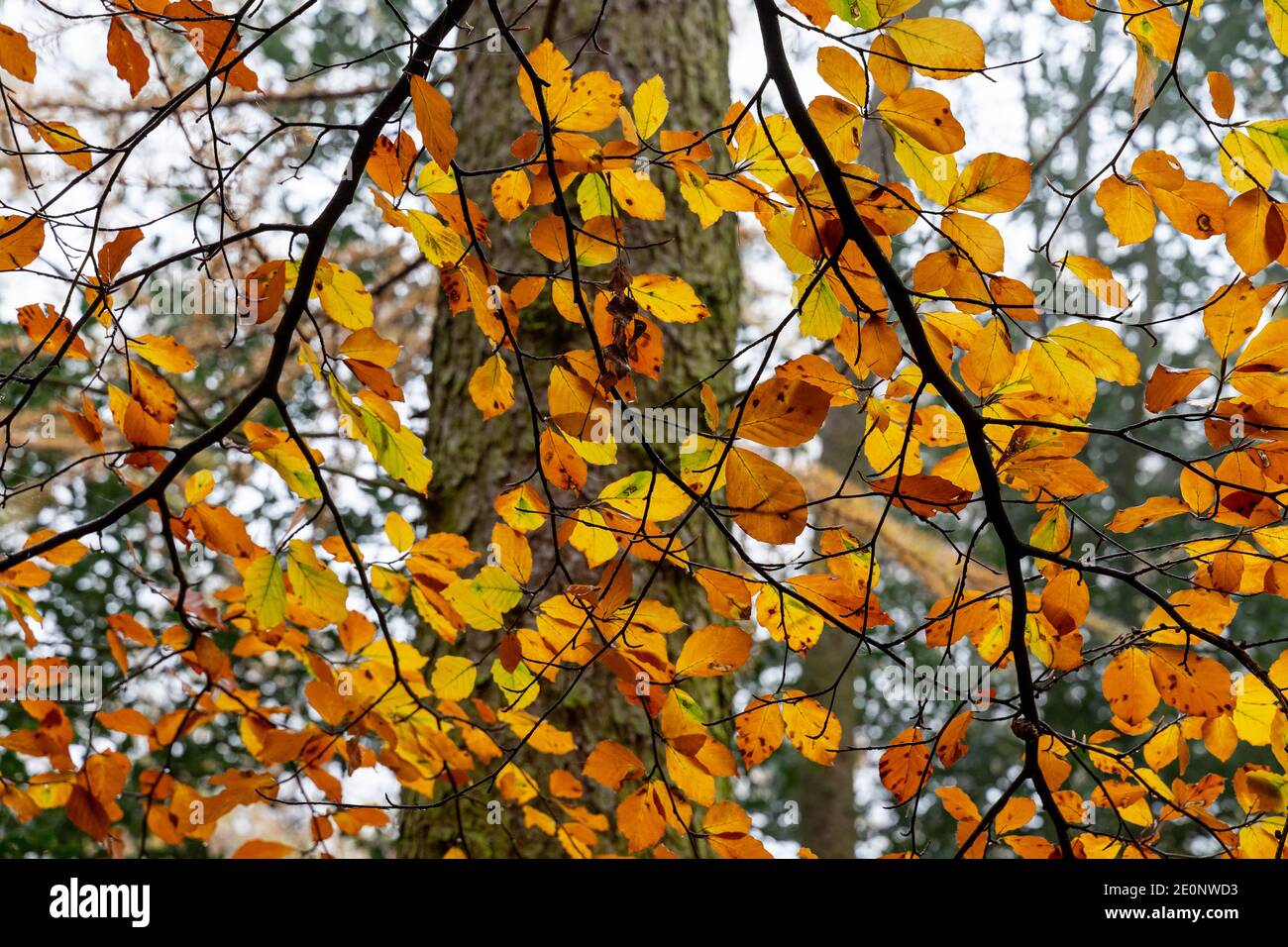 Autumn Woodland, Bagger Woods, Barnsley, UK Stock Photo - Alamy