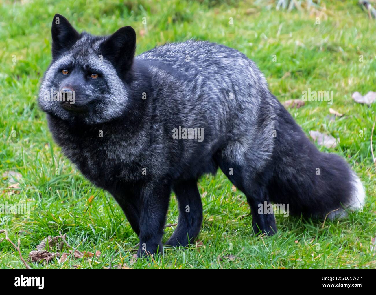 Beautiful silver fox, with thick winter fur. Intense yellow eyes. Green ...
