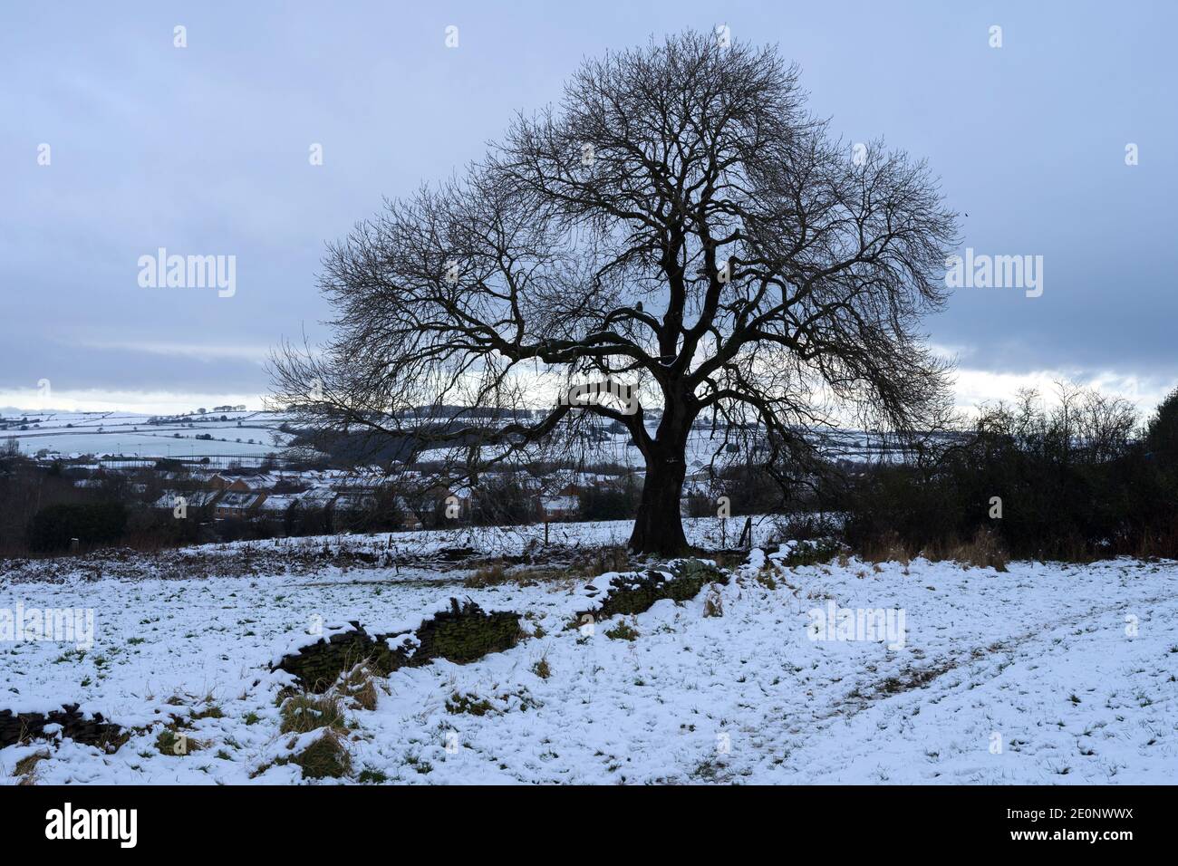 Single tree in winter landscape hi-res stock photography and images - Alamy