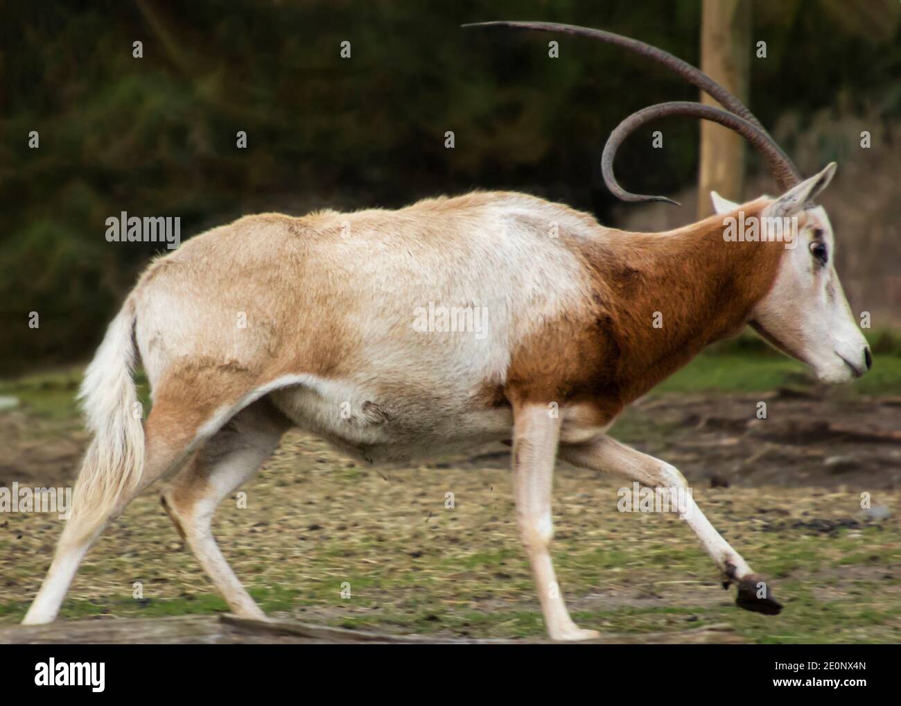 Antelope running hi-res stock photography and images - Alamy