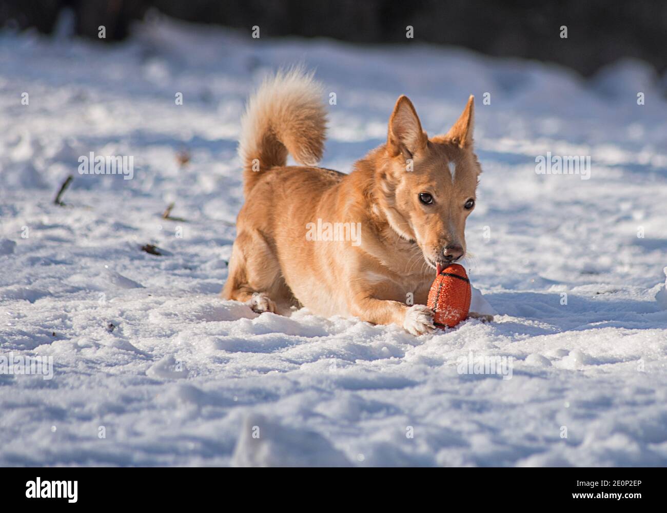 Red dog walks in the winter on the street in the snow Stock Photo - Alamy