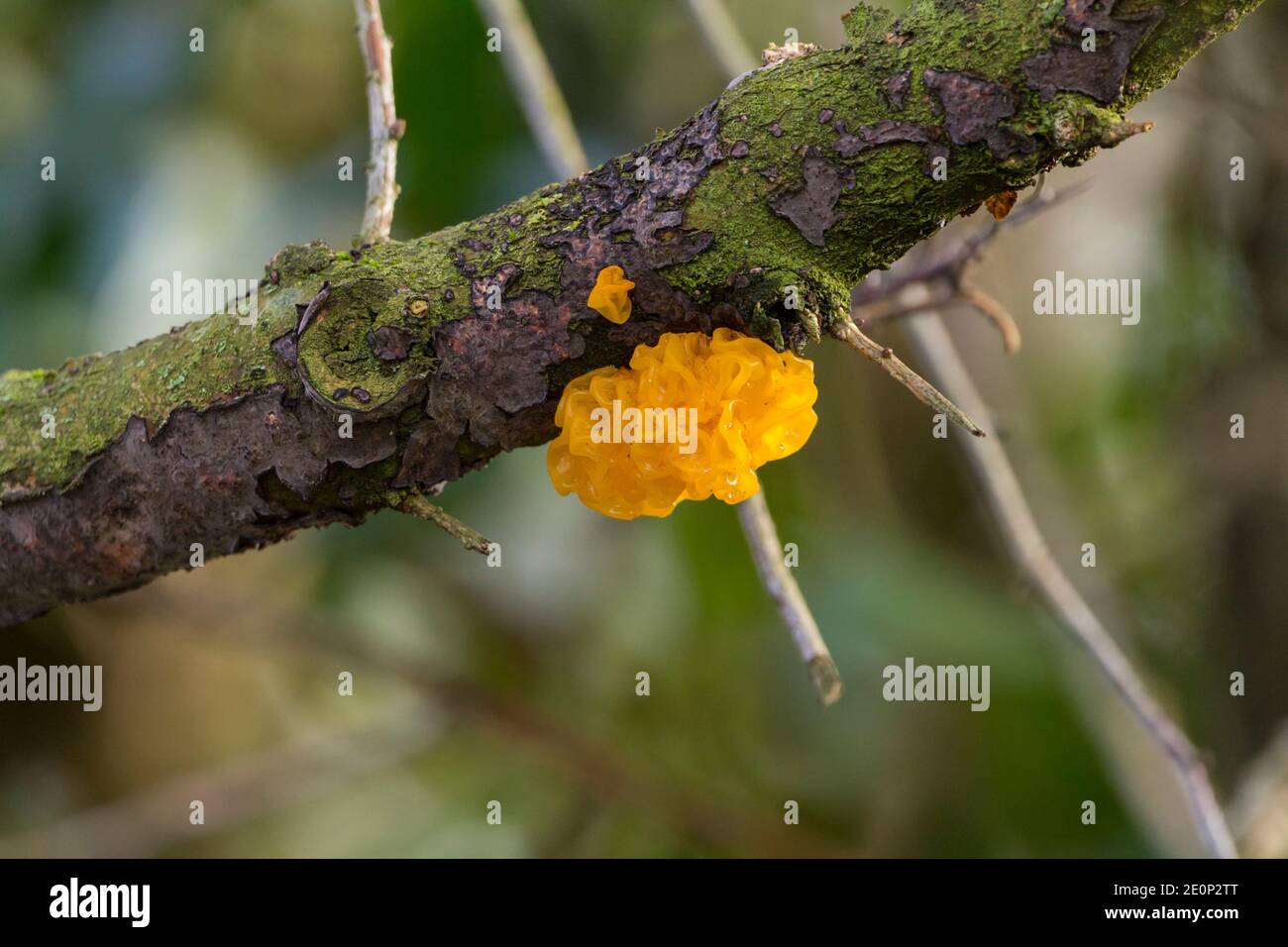 Yellow brain fungi (Tremella mesenterica) winter in wet weather soft ...