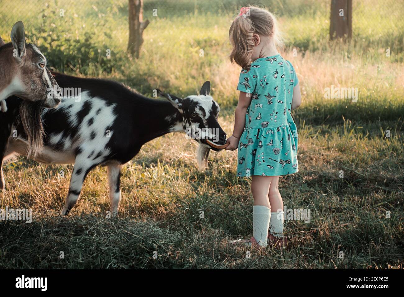 little girl feeds homemade goat bread Stock Photo - Alamy