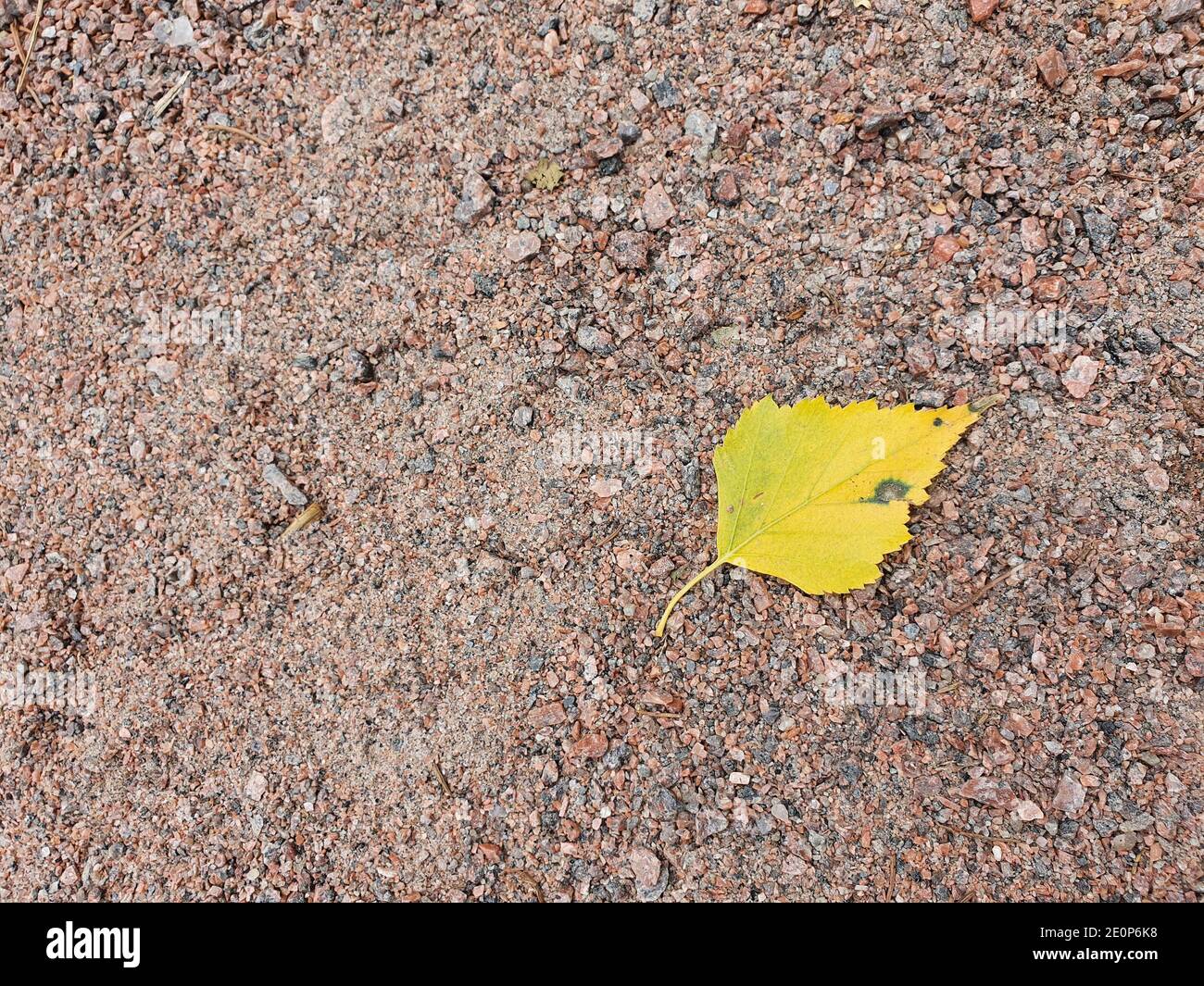 A yellow birch leaf on a park path. Red gravel texture. Autumn, fall ...