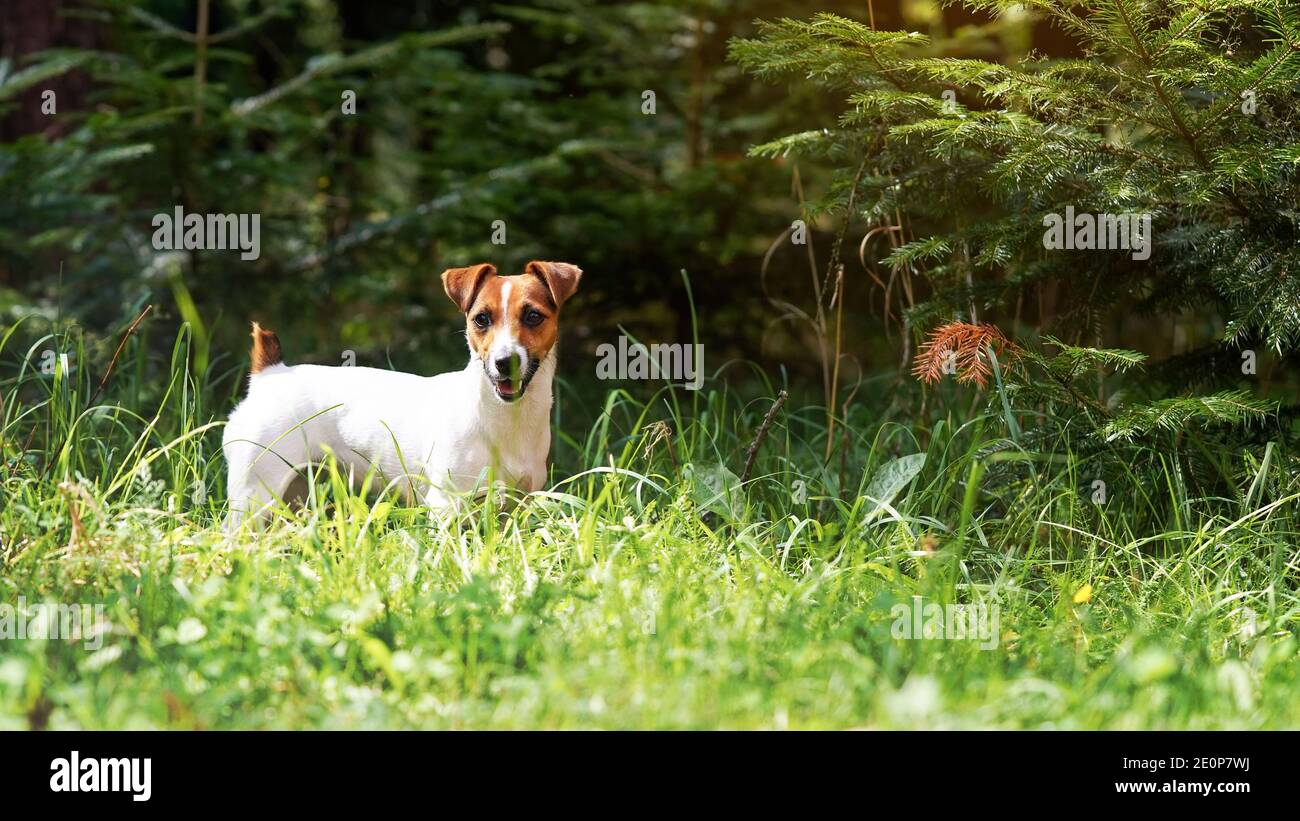 Small Jack Russell terrier standing in grass, view from side, blurred ...
