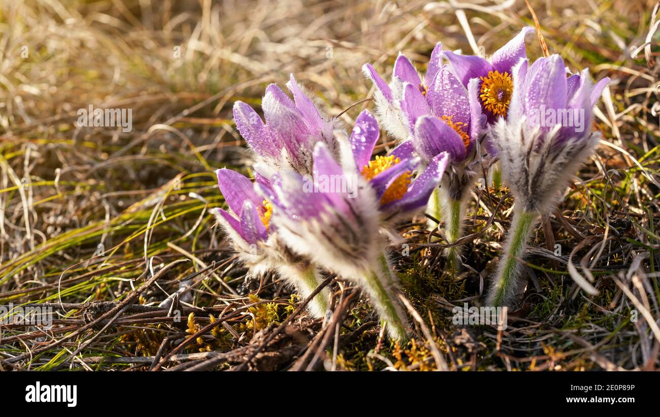 Group of purple greater pasque flower - Pulsatilla grandis - growing in ...