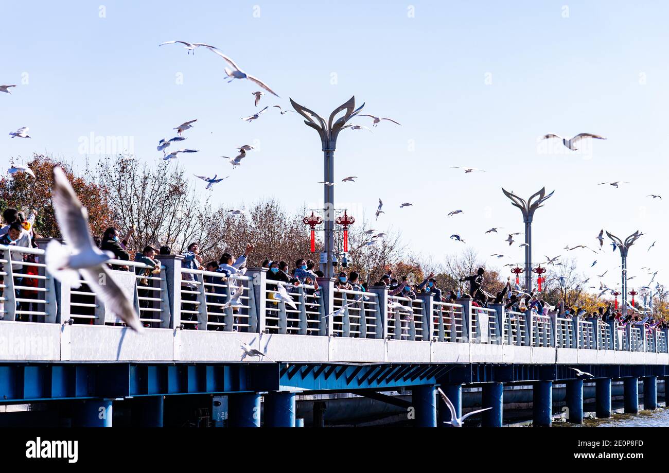 Kunming, China's Yunnan Province. 2nd Jan, 2021. People feed black ...