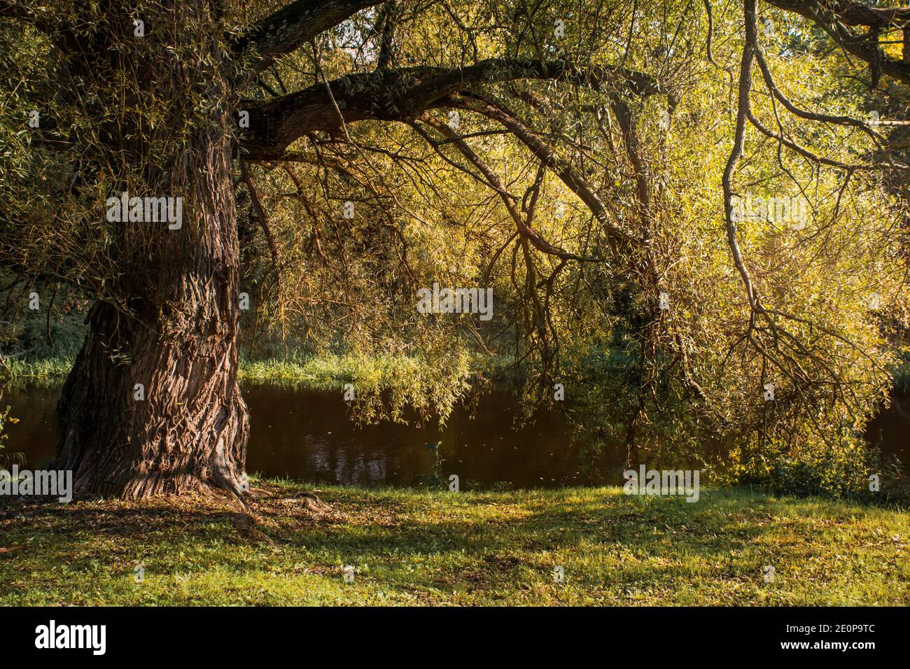 powerful textured spreading tree on the river bank in autumn Stock ...
