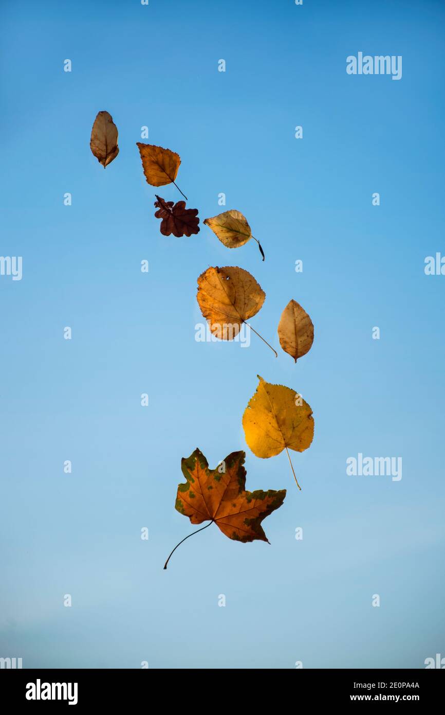 autumn leaves are flying against the blue sky Stock Photo - Alamy