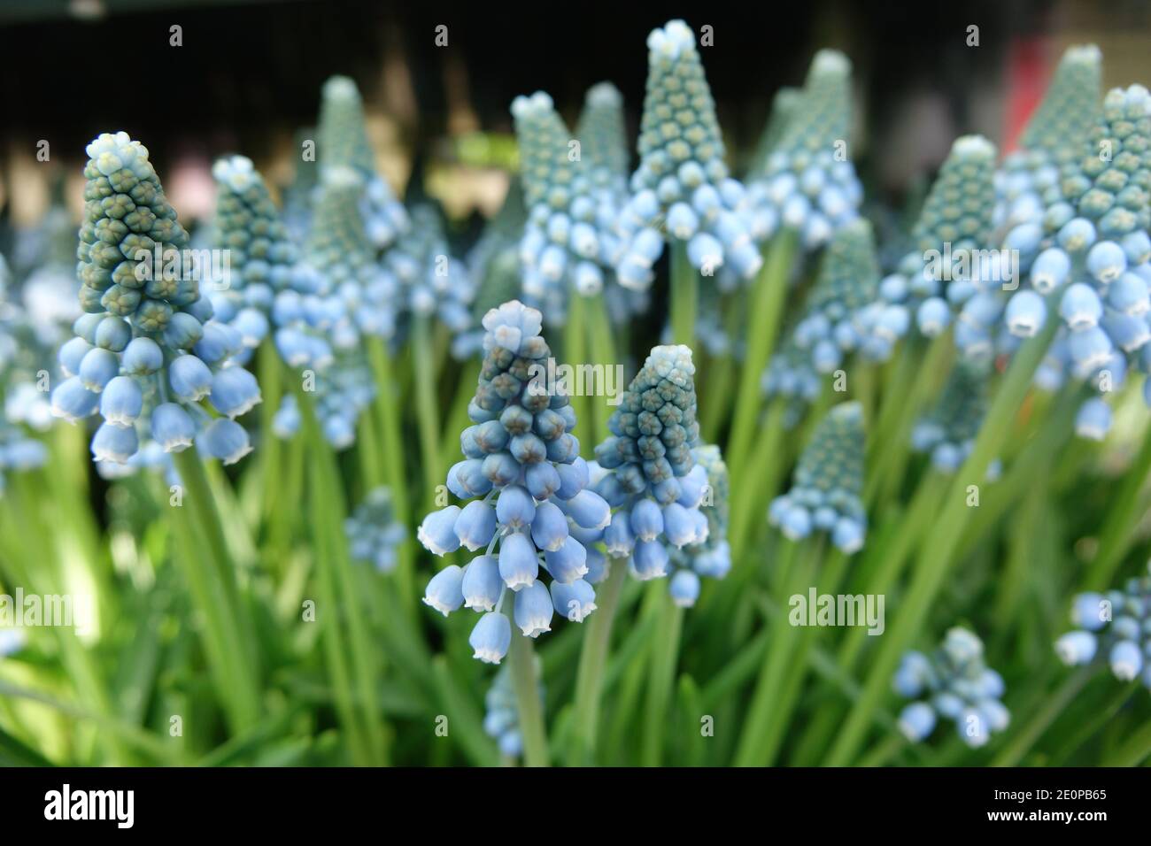 Light blue flowers in natural background Stock Photo - Alamy
