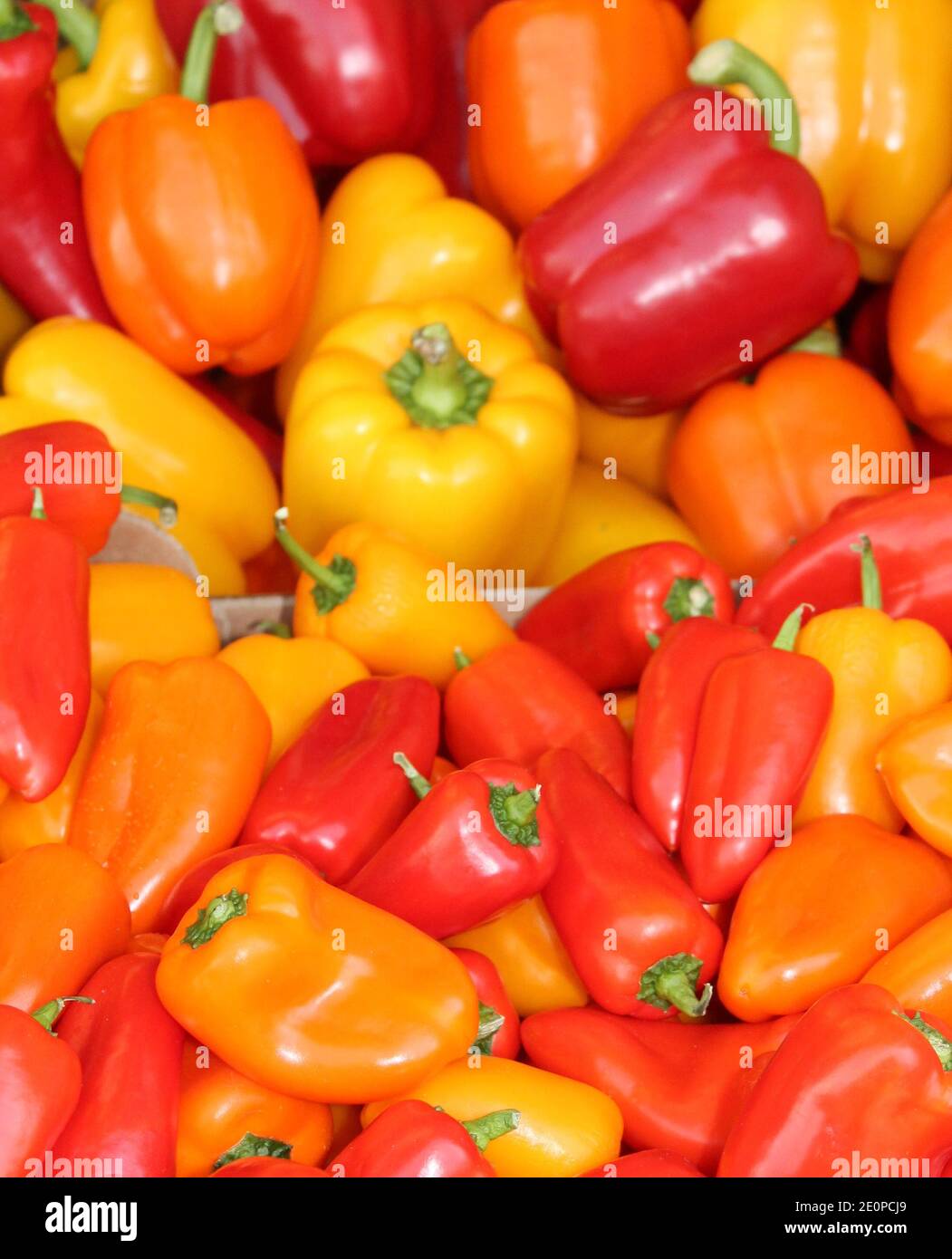 A Display of Brightly Coloured Fresh Chilli Peppers Stock Photo - Alamy