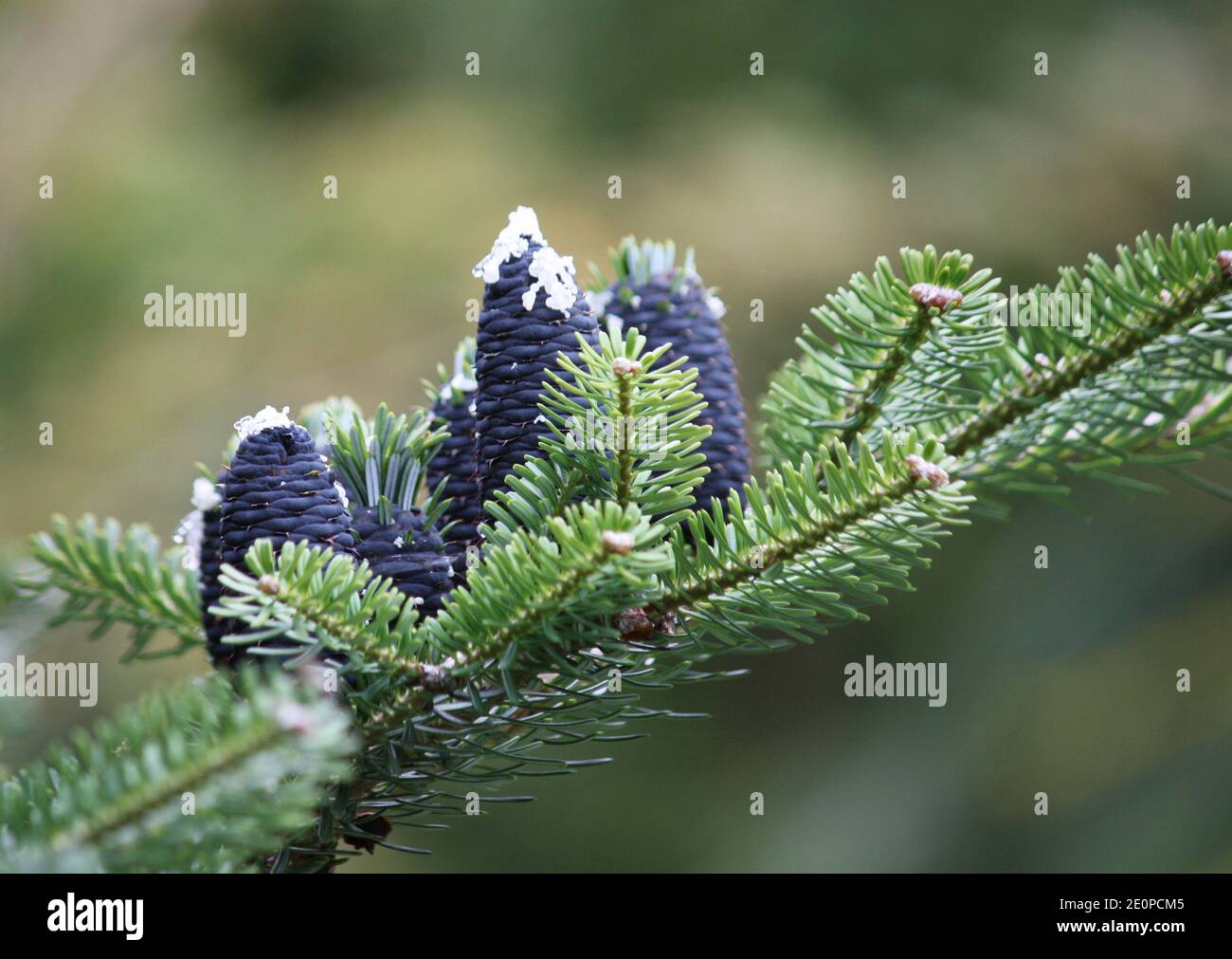 Korean fir tree hi-res stock photography and images - Alamy