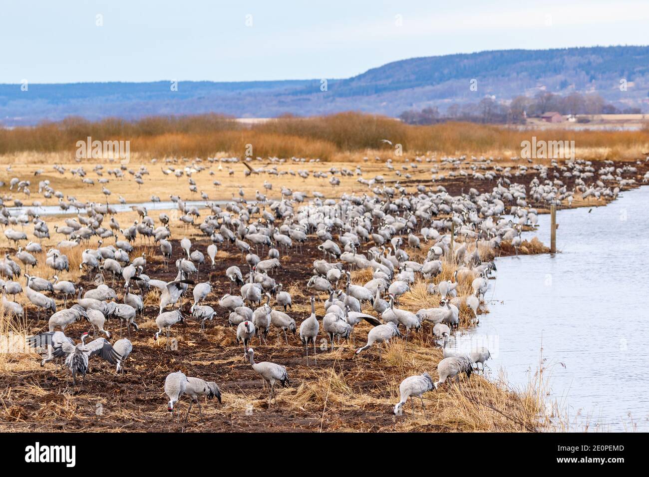 Flock cranes stand in hi-res stock photography and images - Alamy