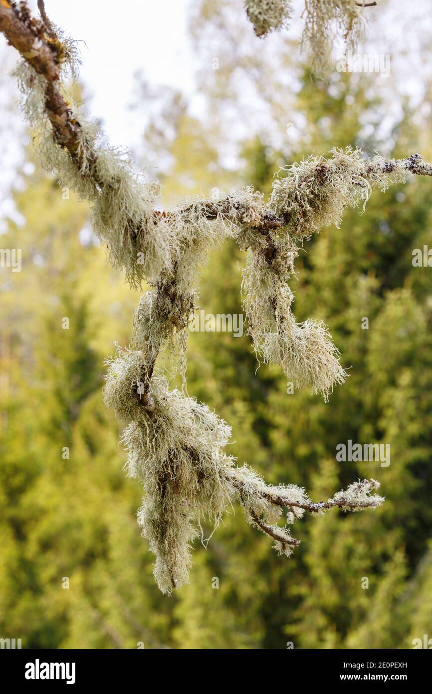 Hanging Lichen on a tree branch Stock Photo - Alamy