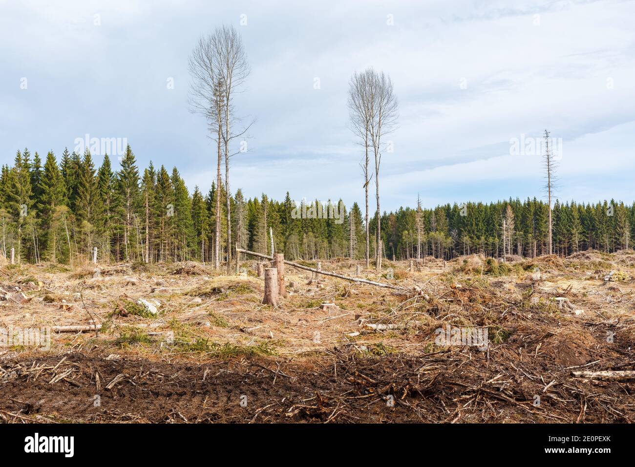 Clearcutting in a spruce tree forest Stock Photo - Alamy