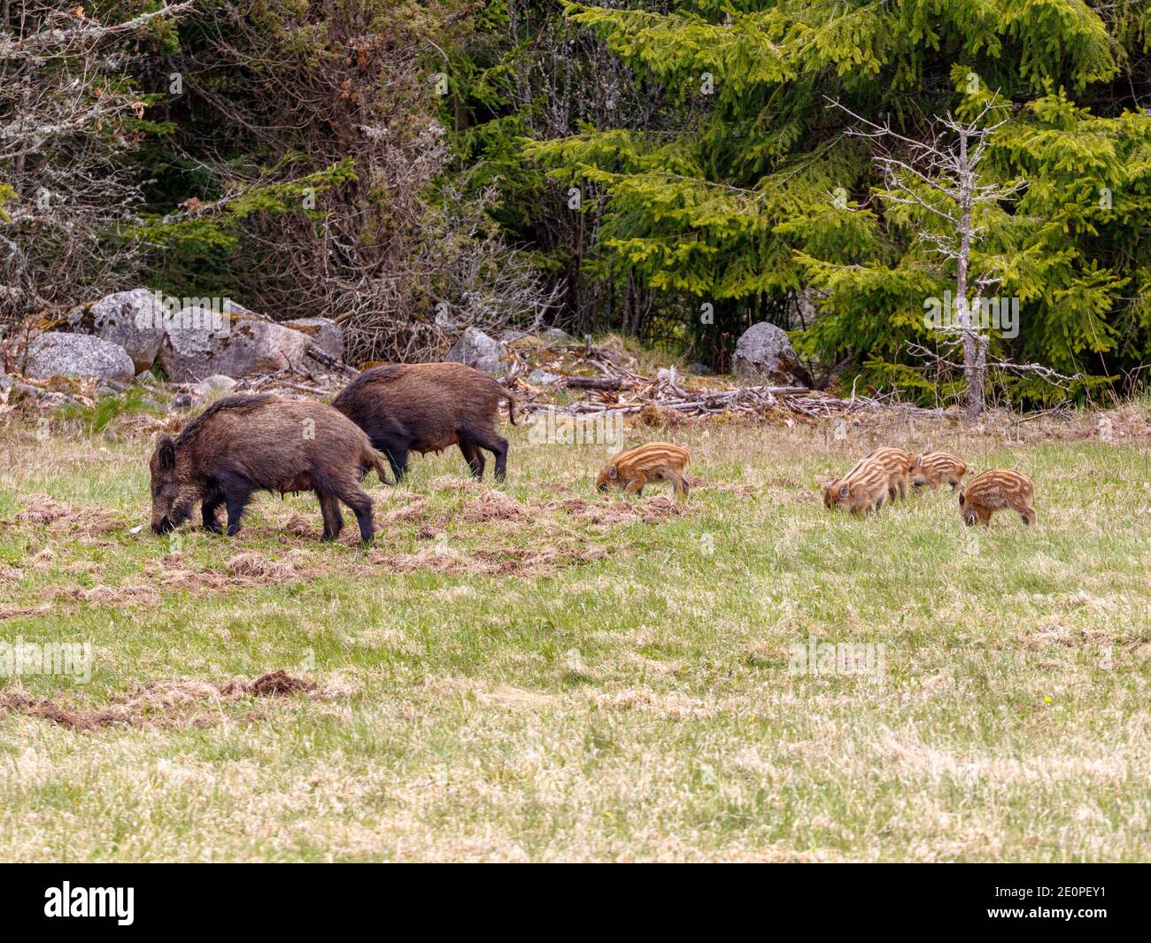 Meadow at the forest edge with Wild boars Stock Photo - Alamy