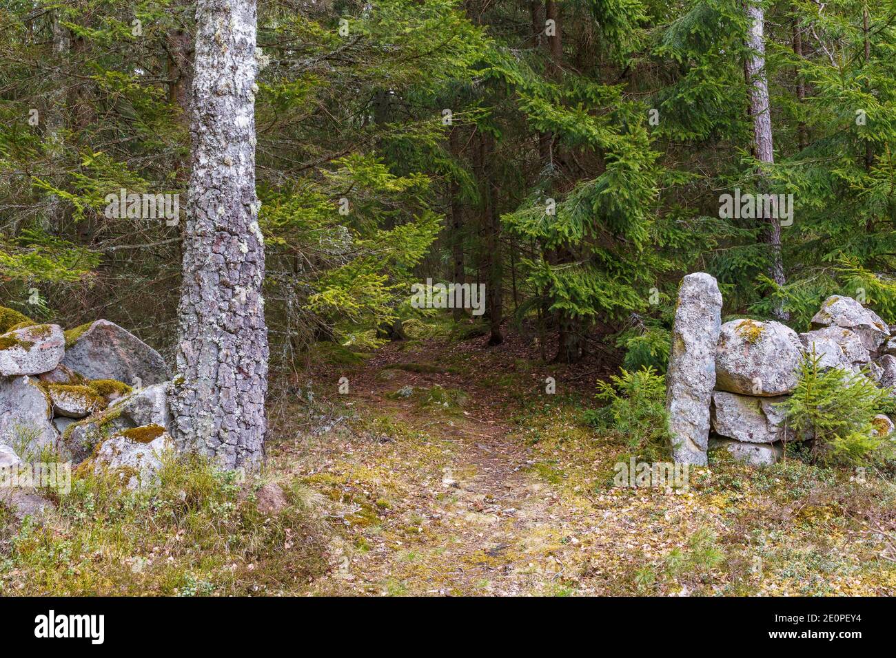 Old stone wall and a path by the woods Stock Photo - Alamy