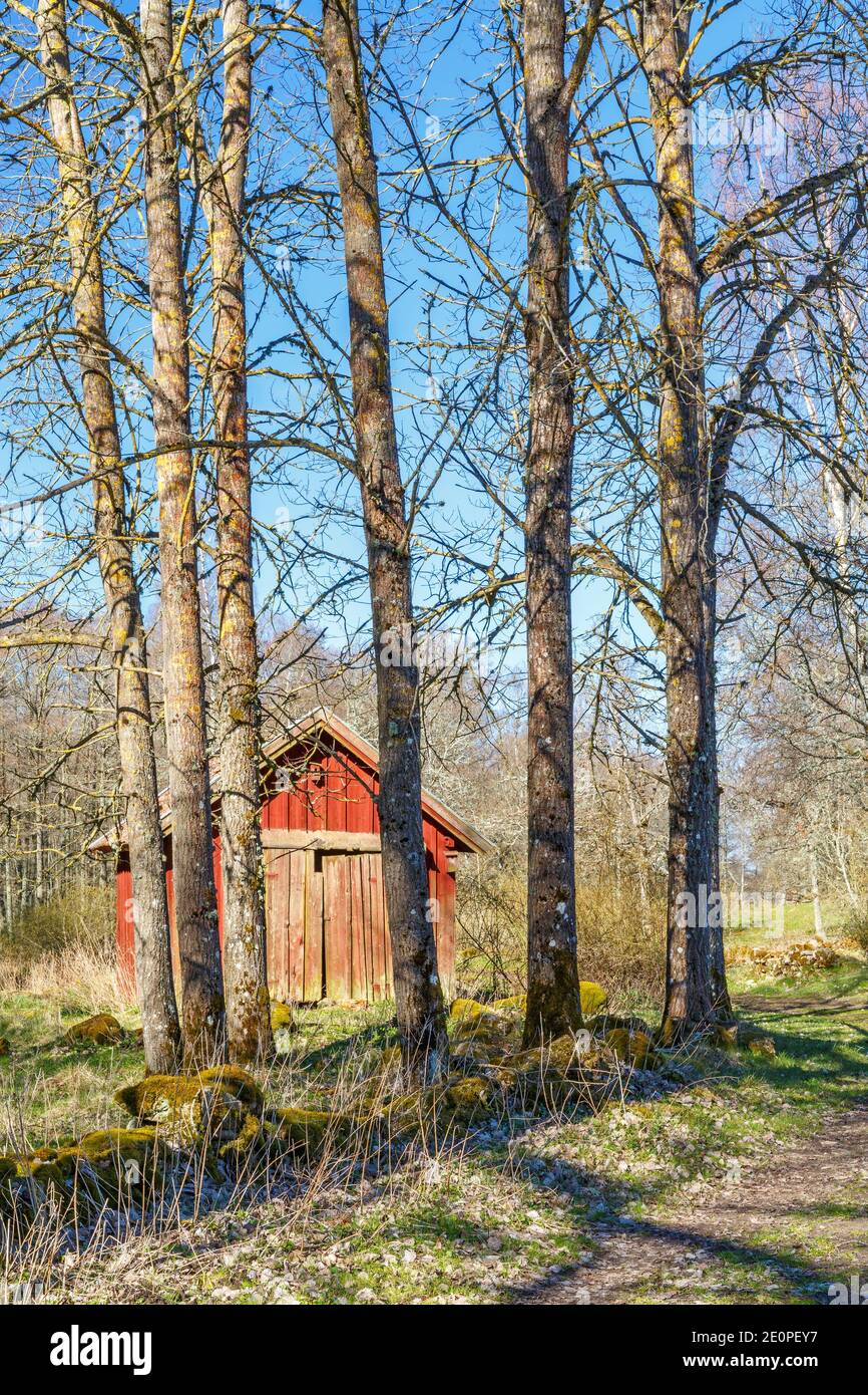 Old red shed behind tree trunks at a forest road Stock Photo - Alamy