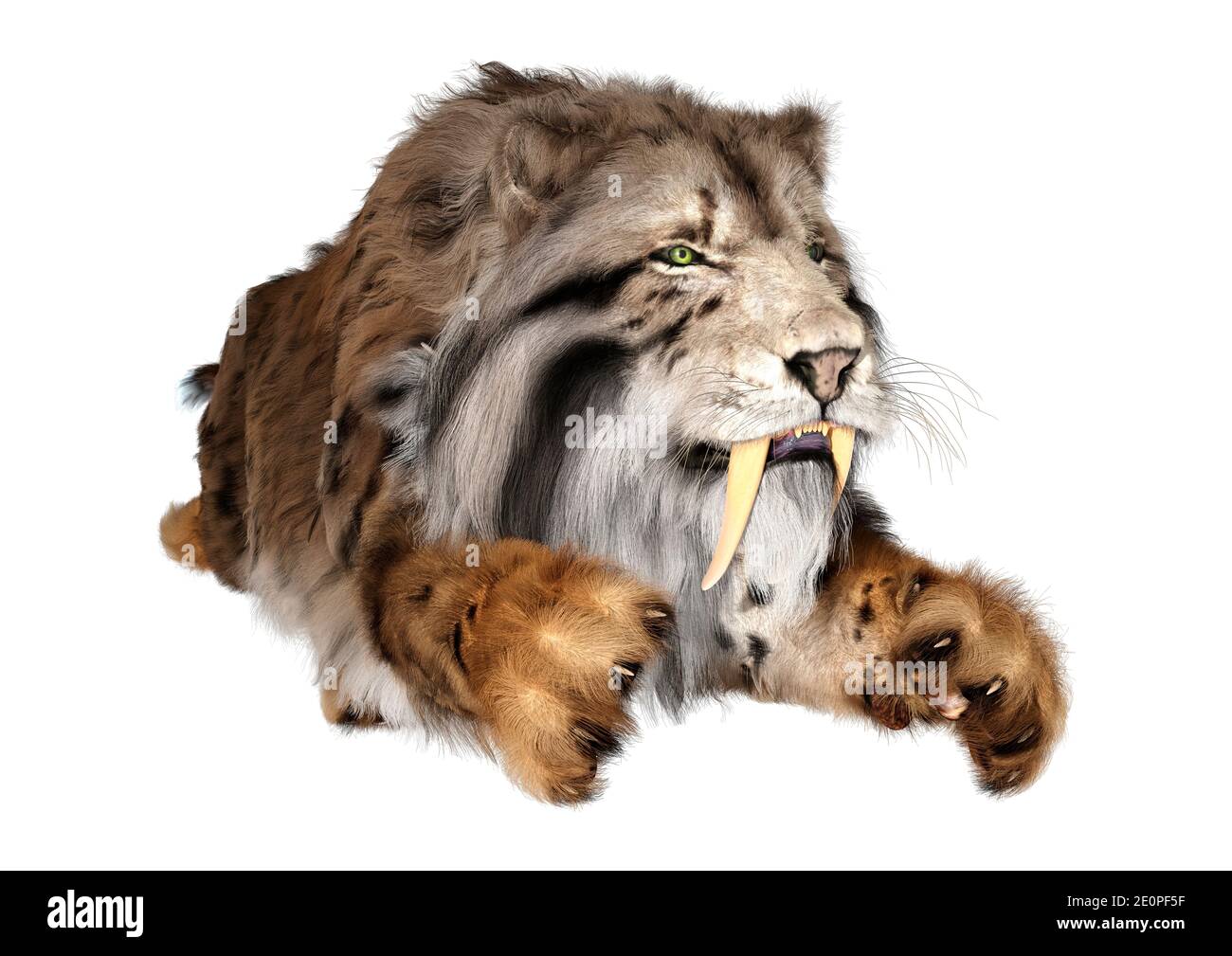 3D rendering of a sabertooth tiger isolated on white background Stock ...