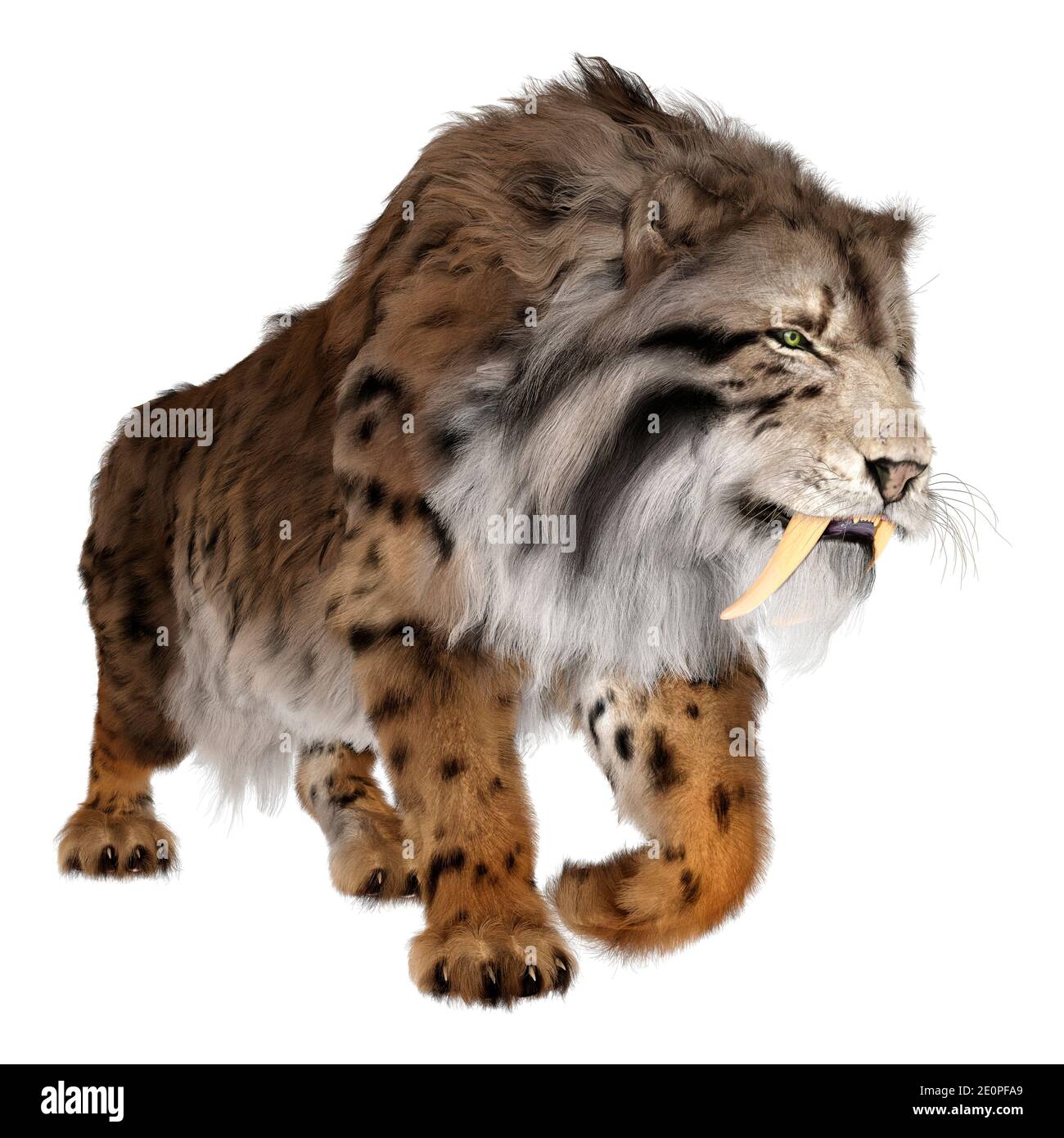 3D rendering of a sabertooth tiger isolated on white background Stock ...