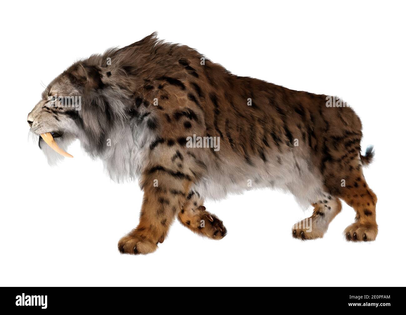 3D rendering of a sabertooth tiger isolated on white background Stock ...