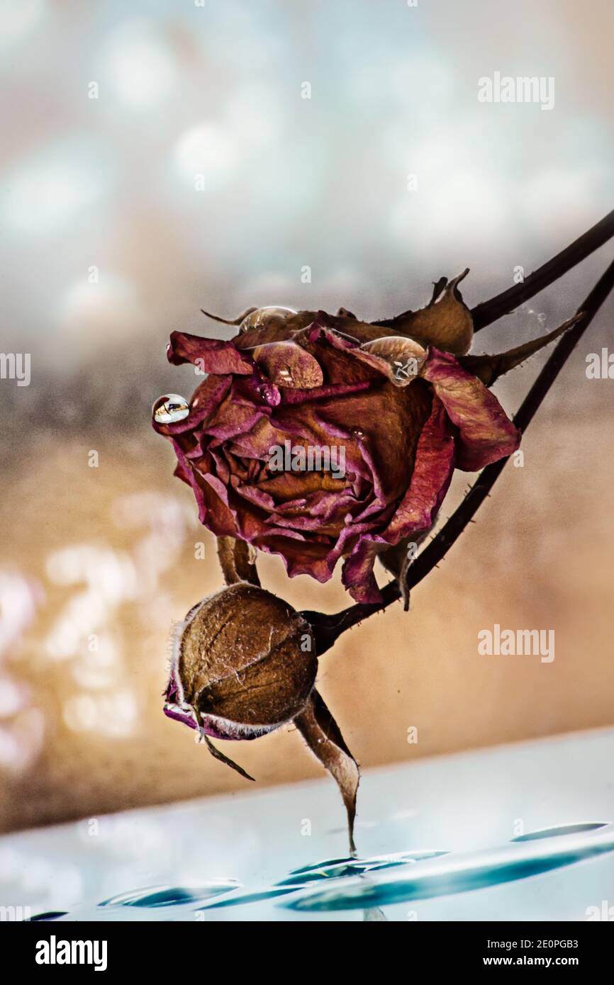 fading flower reaches for water Stock Photo - Alamy