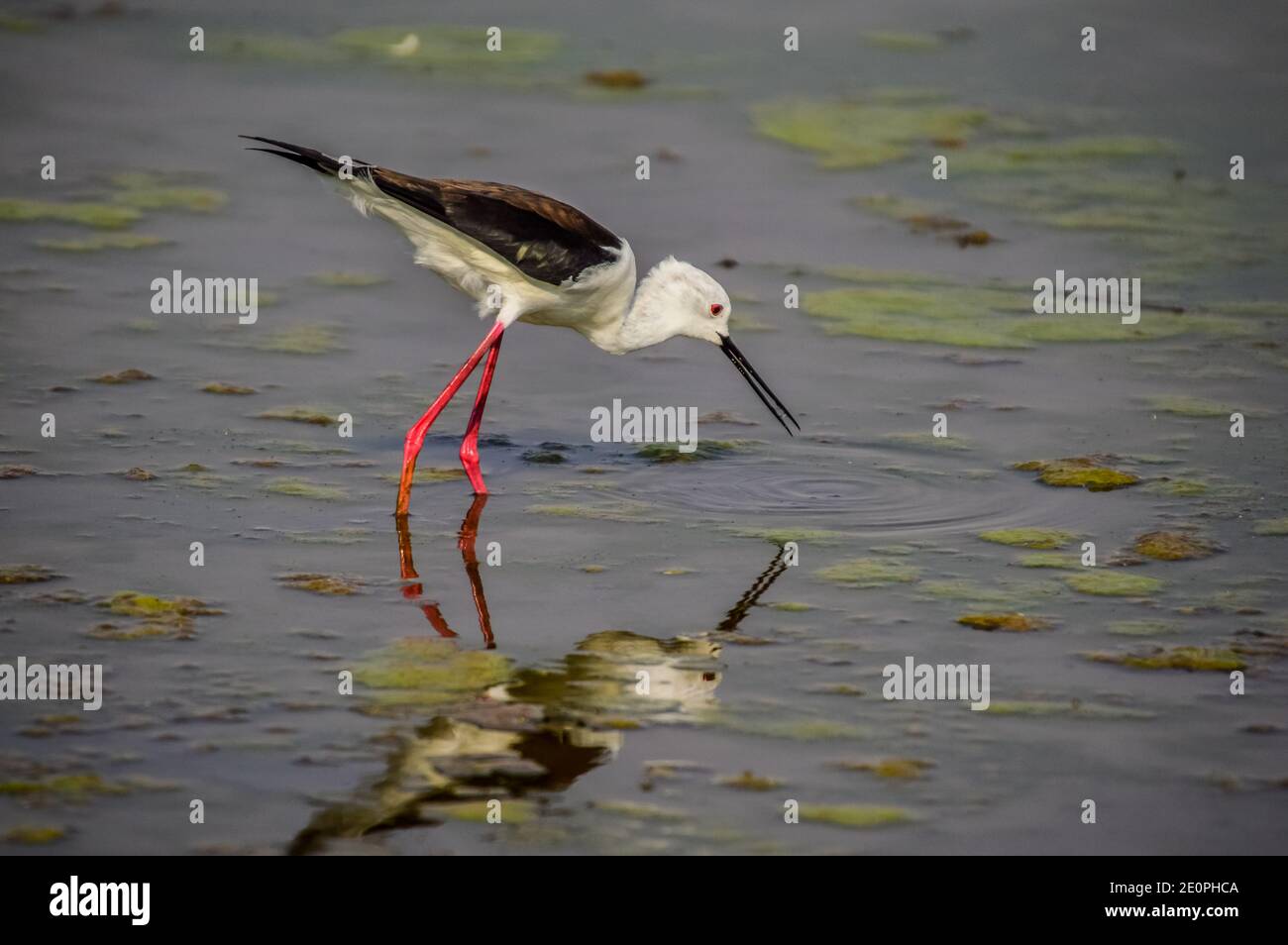 long legged black winged stilt and it's reflection in a marsh in ...