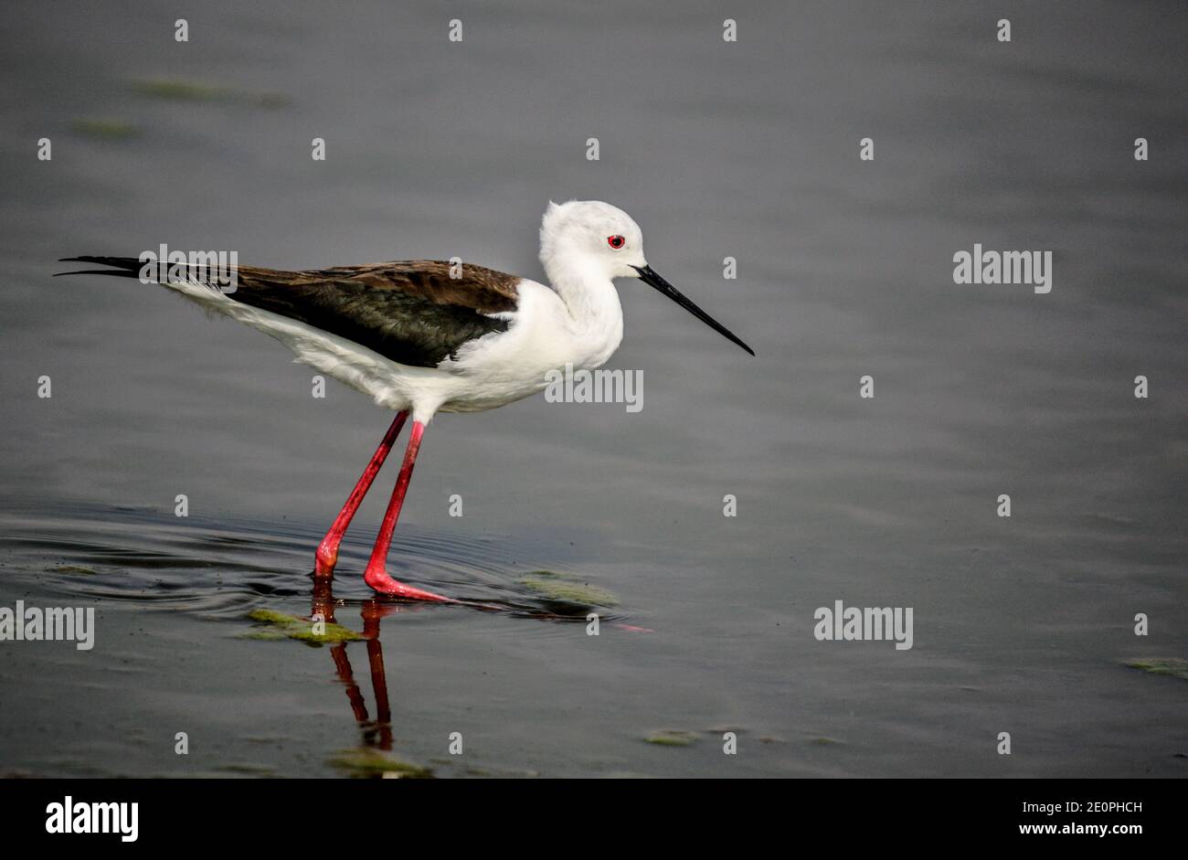 long legged black winged stilt and it's reflection in a marsh in ...