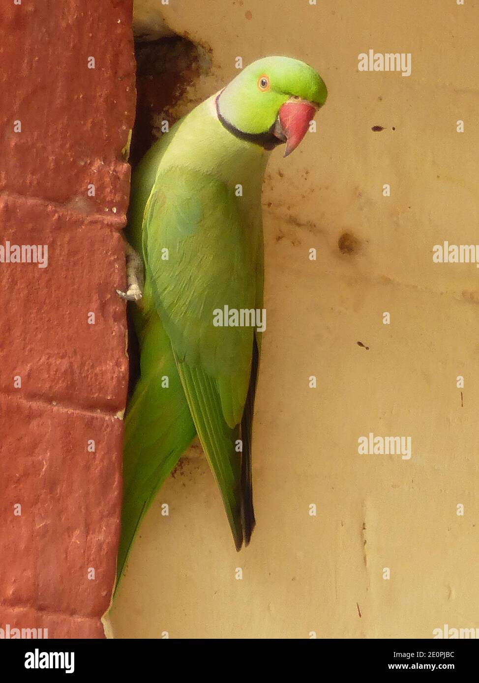 Baby Indian Green Parrot