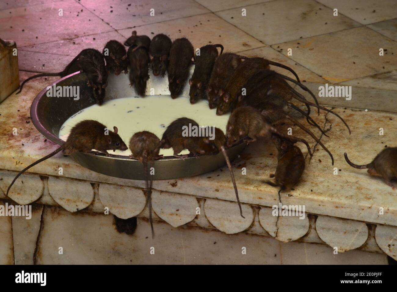 Rats are enjoying lunch at Karni Mata, the temple of rats at Deshnoke ...