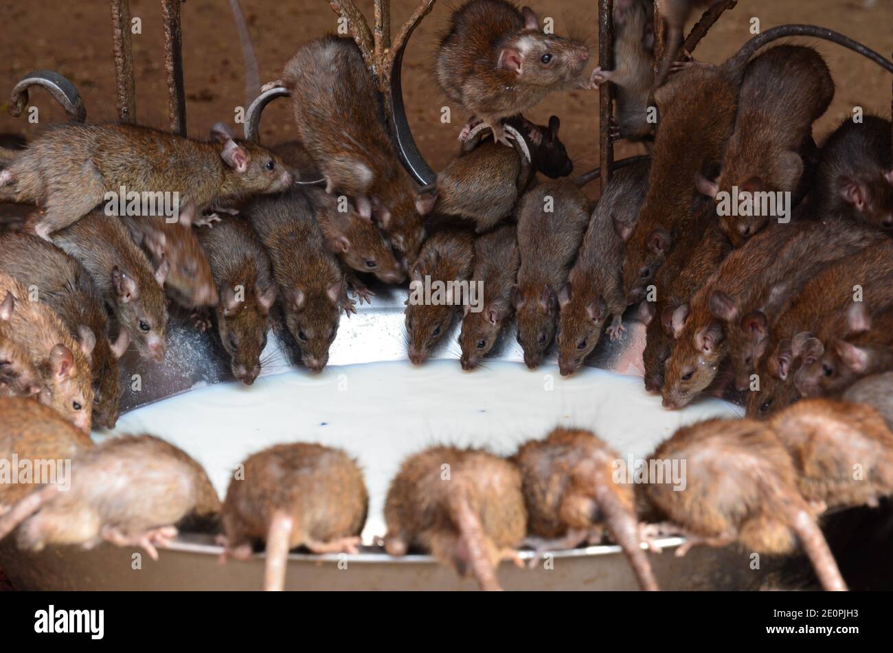 Rats are enjoying lunch at Karni Mata, the temple of rats at Deshnoke ...
