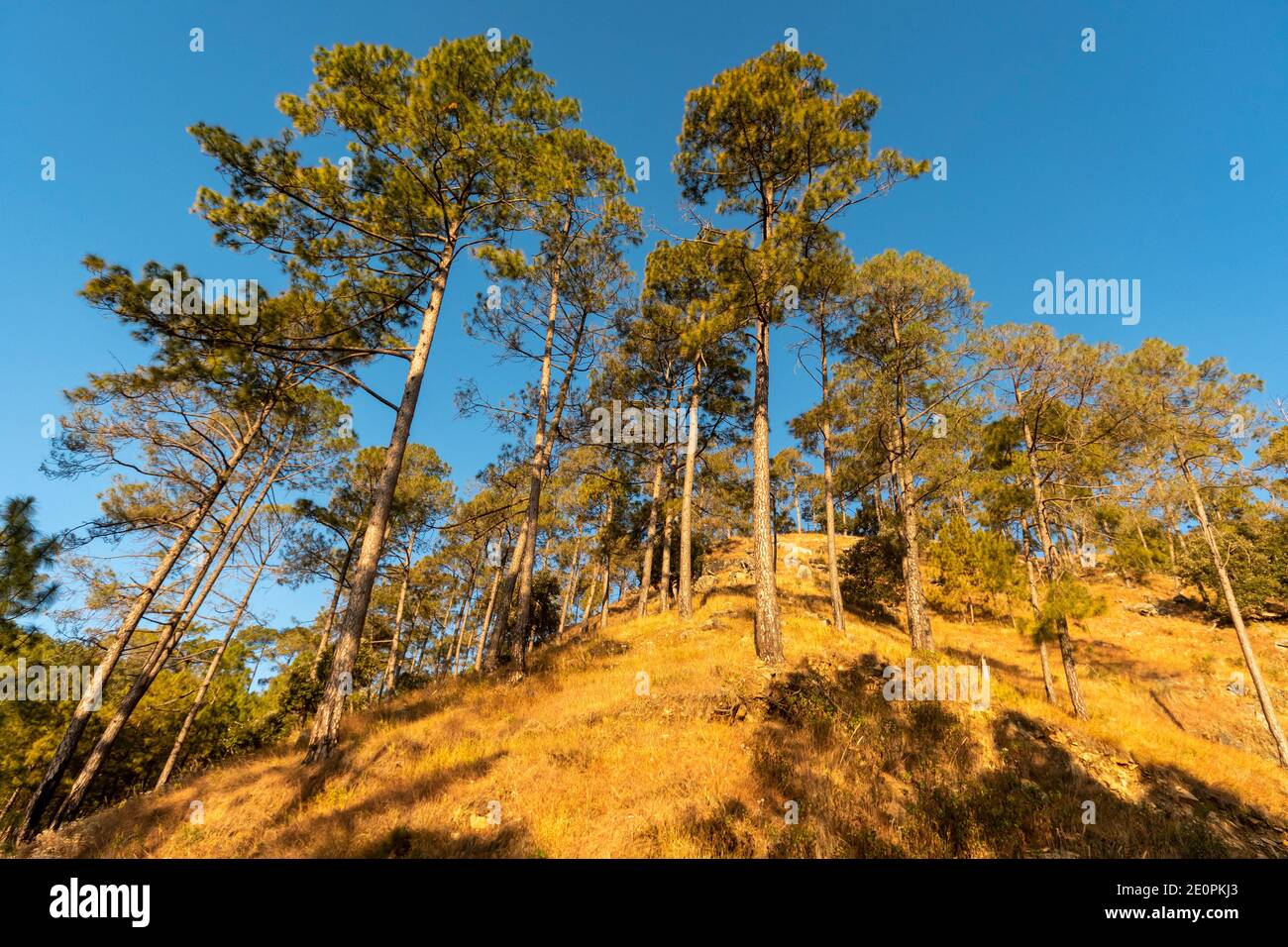 pine trees in foothills of himalaya india Stock Photo - Alamy